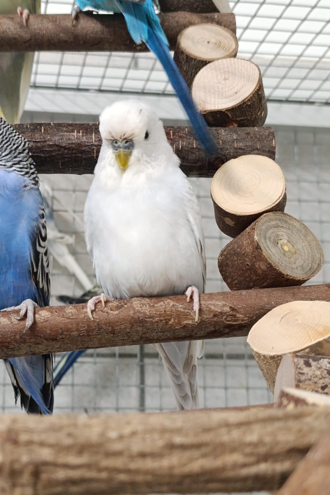 » DumbledoreTierheim Hilden e.V.